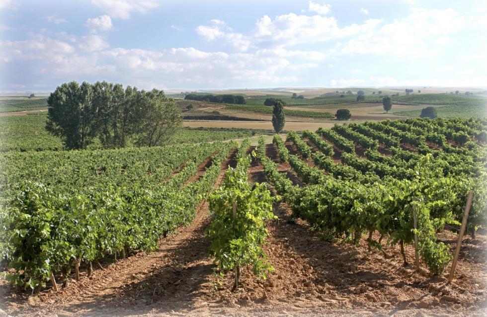 AltusWine | AltusWine